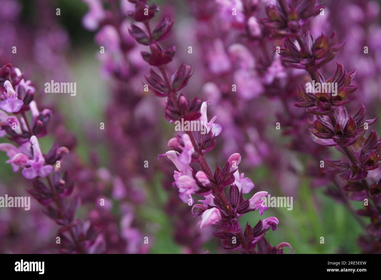 Salvia flowers hi-res stock photography and images - Alamy