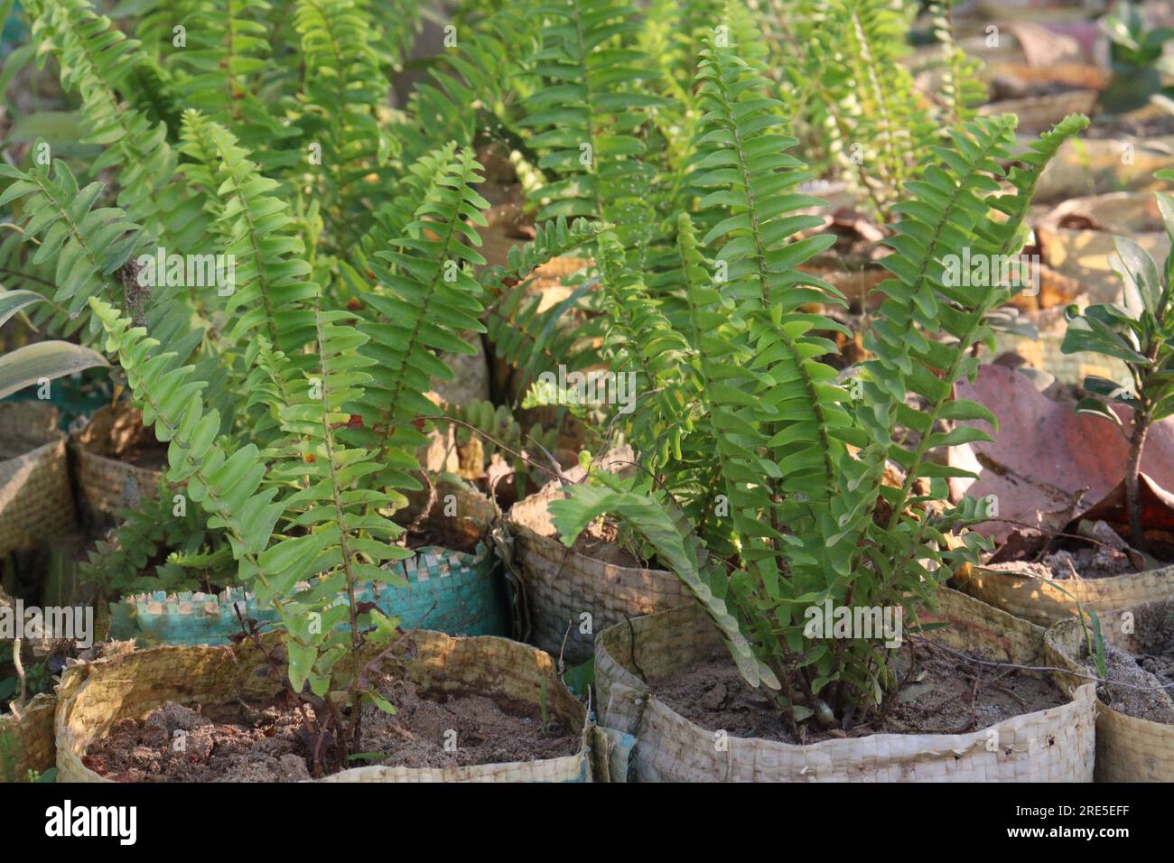 Fern Plant on farm for harvest are cash crops Stock Photo - Alamy