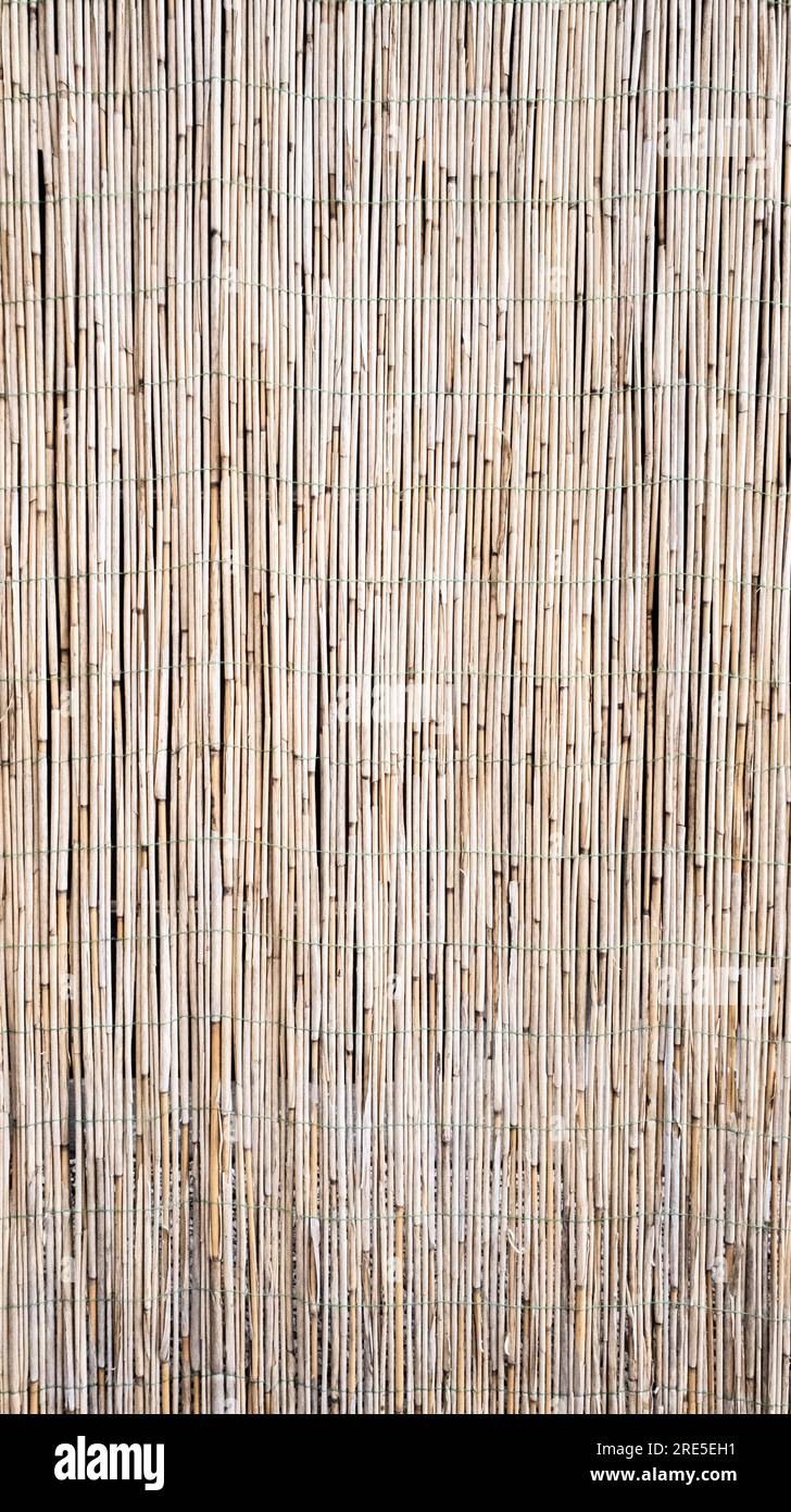 texture background with small reeds. canopy wall background Stock Photo ...