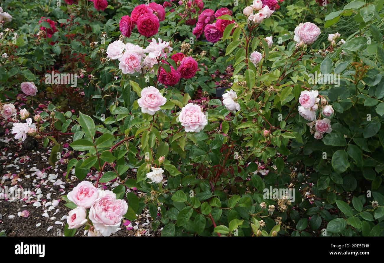 collection of pink roses in garden Stock Photo - Alamy