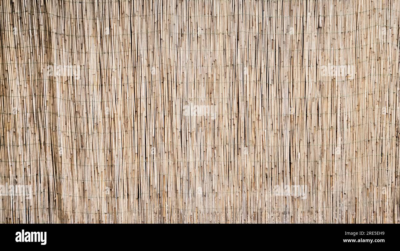 texture background with small reeds. canopy wall background Stock Photo ...