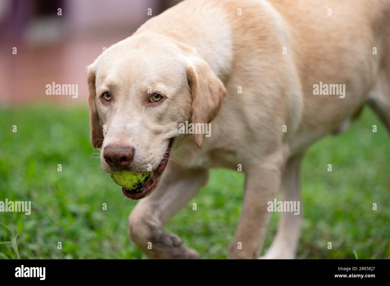 Portrait pf playing labrador dog close up view Stock Photo - Alamy