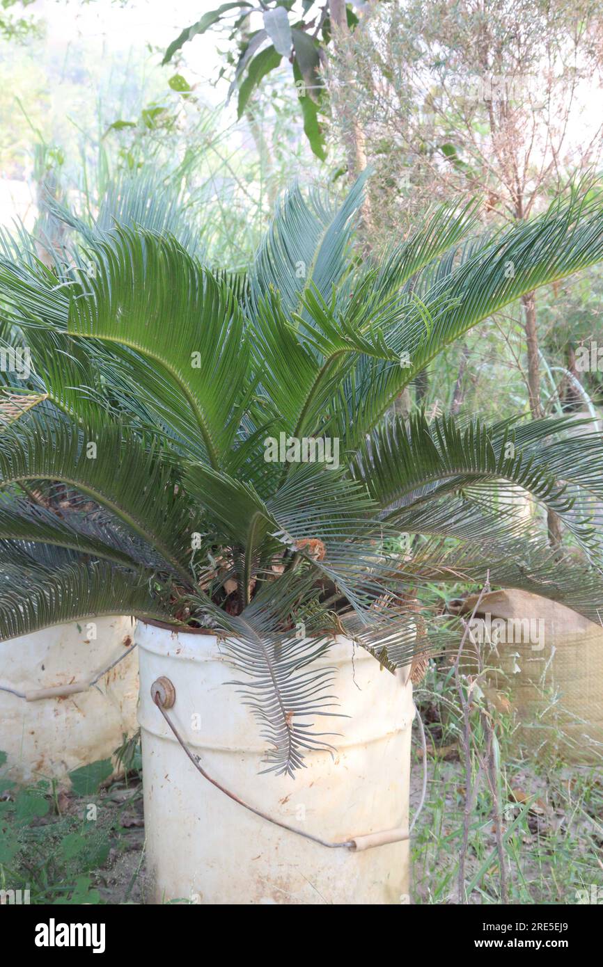 Sago palm tree plant on farm for harvest are cash crops Stock Photo - Alamy