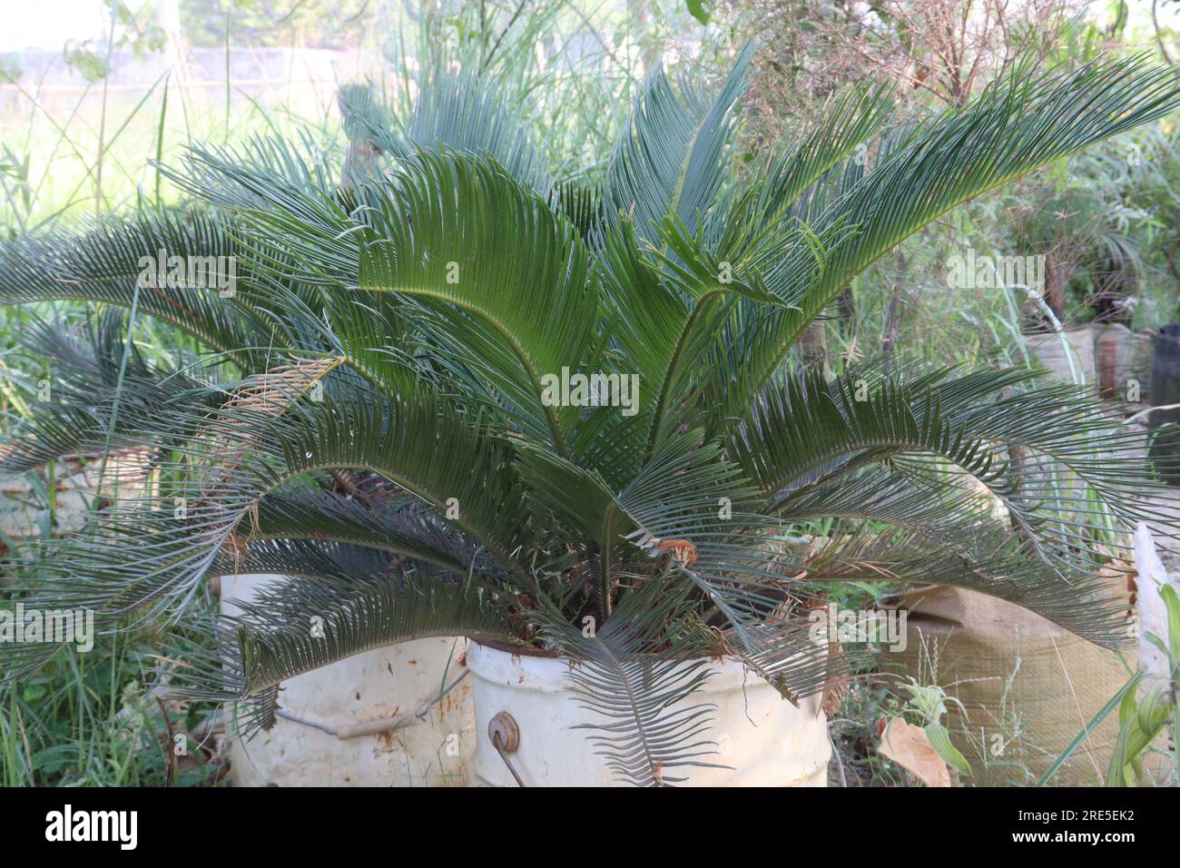 Sago palm tree plant on farm for harvest are cash crops Stock Photo - Alamy