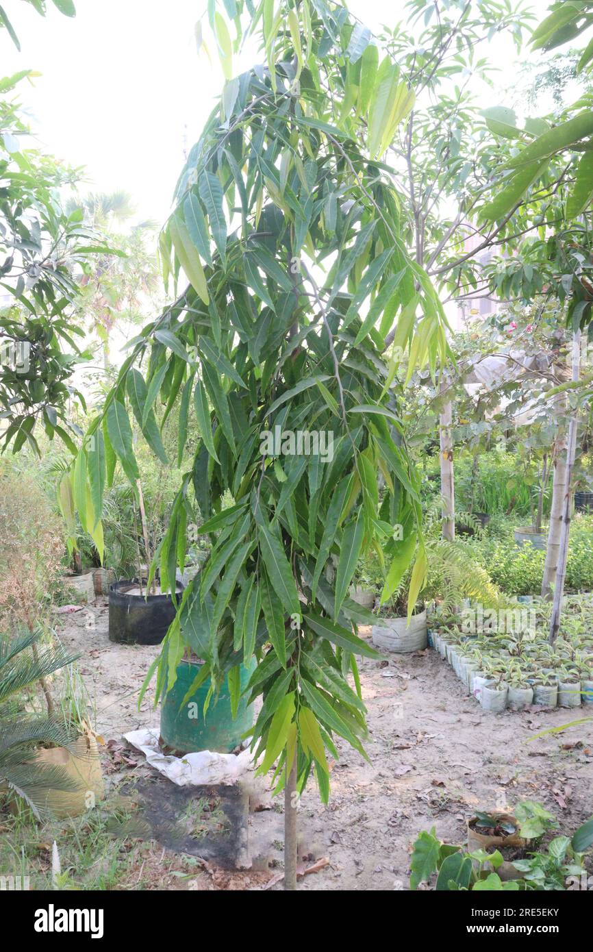 debdaru tree also commonly known by its Monoon longifolium on farm for ...