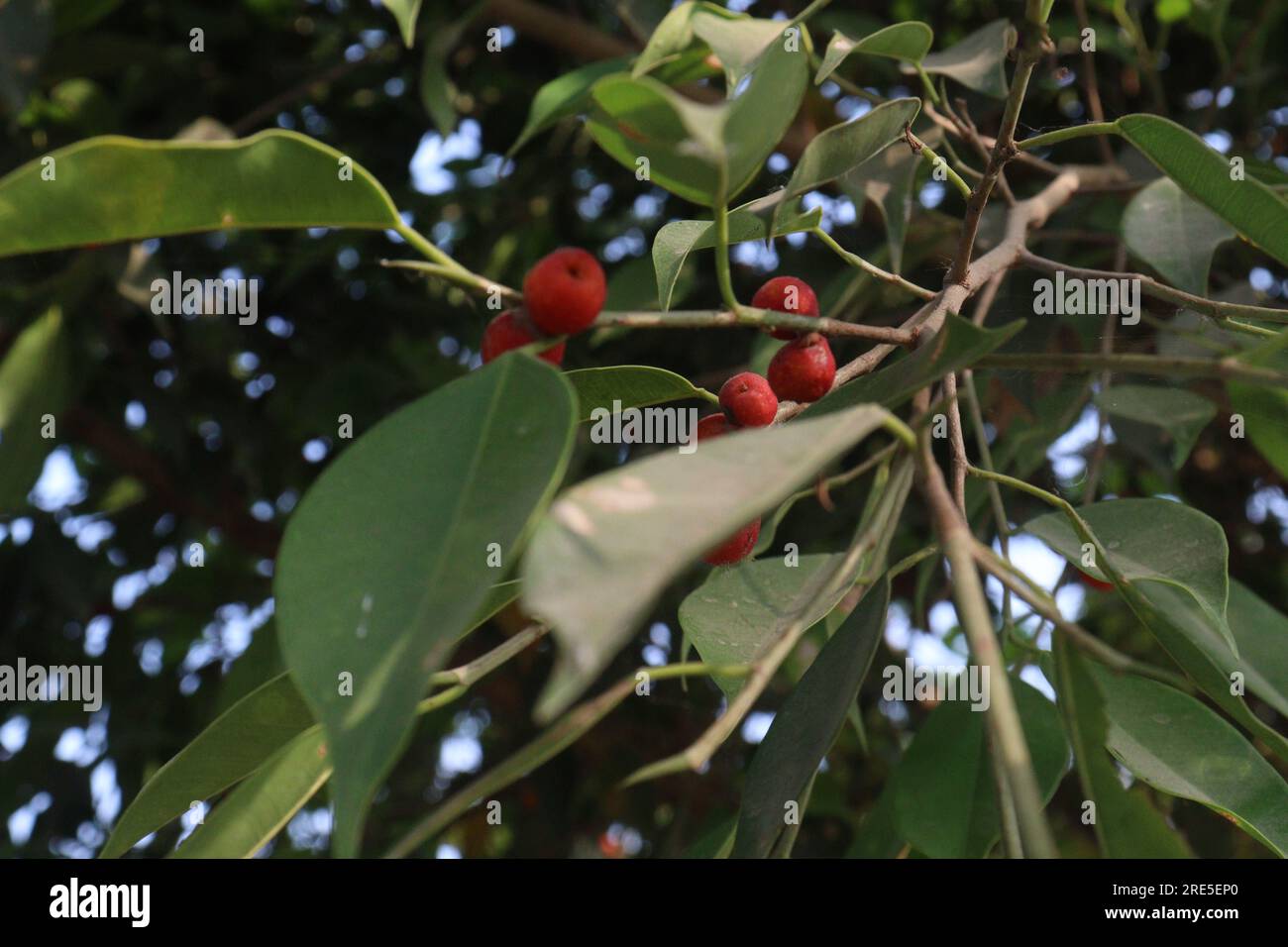 red olive berry on tree in farm for harvest are cash crops Stock Photo ...