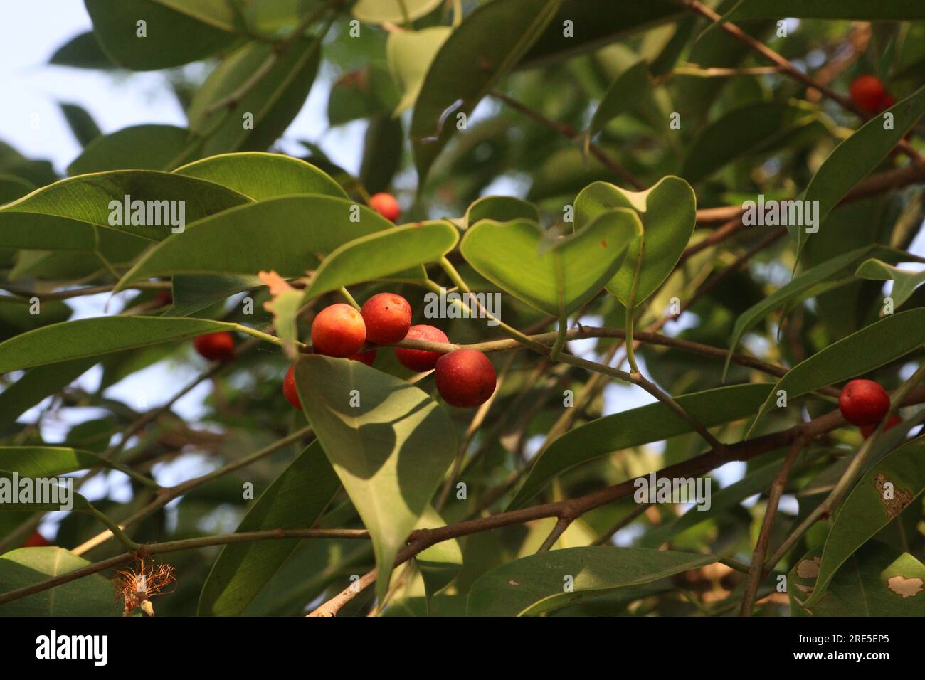red olive berry on tree in farm for harvest are cash crops Stock Photo ...
