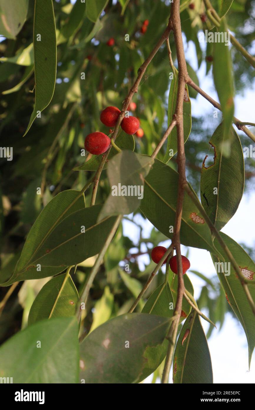 red olive berry on tree in farm for harvest are cash crops Stock Photo ...