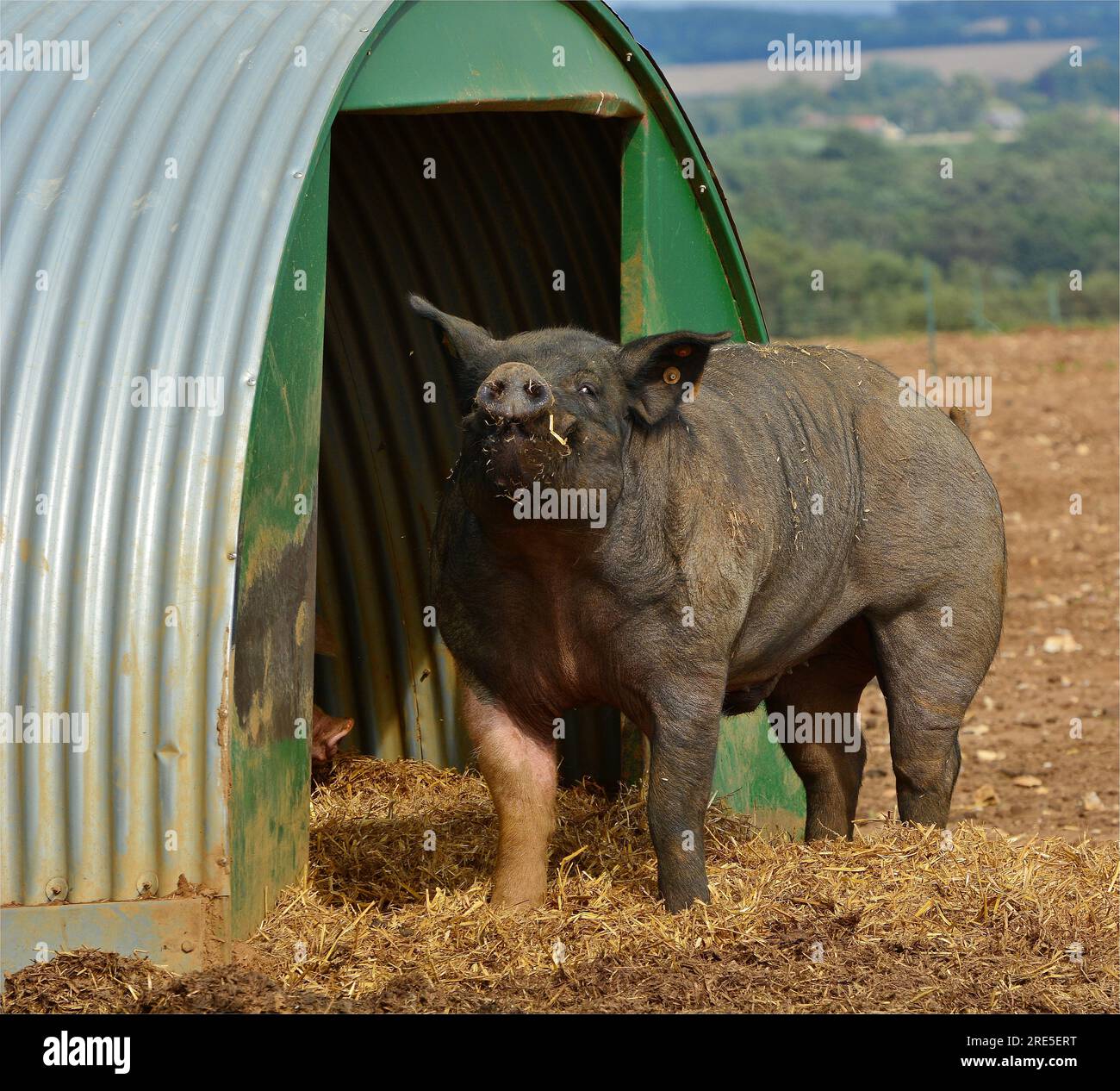 Hoofed animals hi-res stock photography and images - Alamy