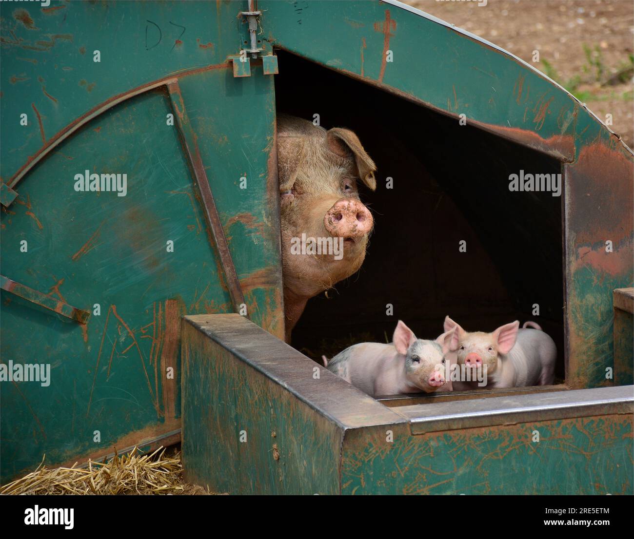 Domesticated pigs hi-res stock photography and images - Alamy