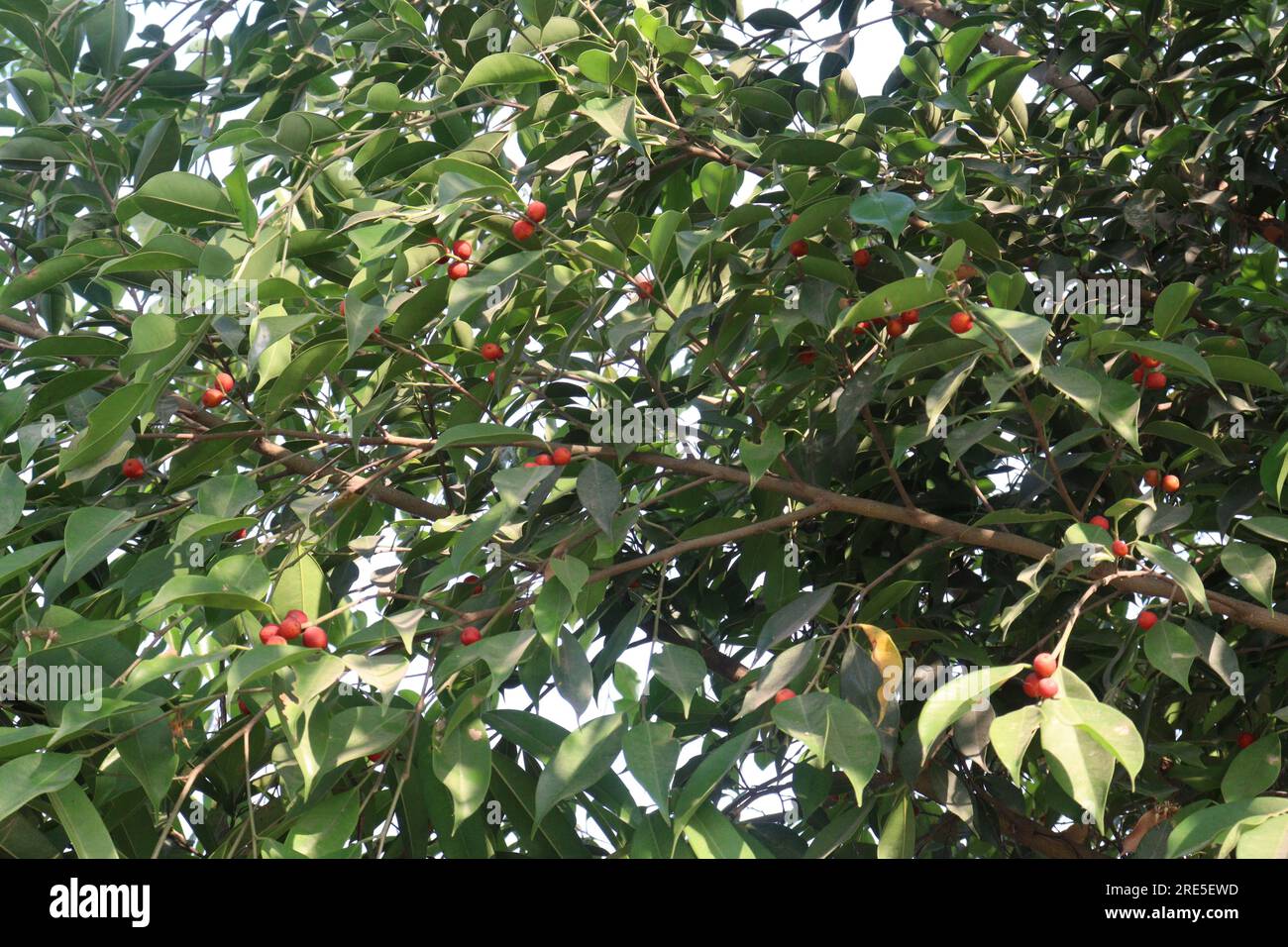 red olive berry on tree in farm for harvest are cash crops Stock Photo ...