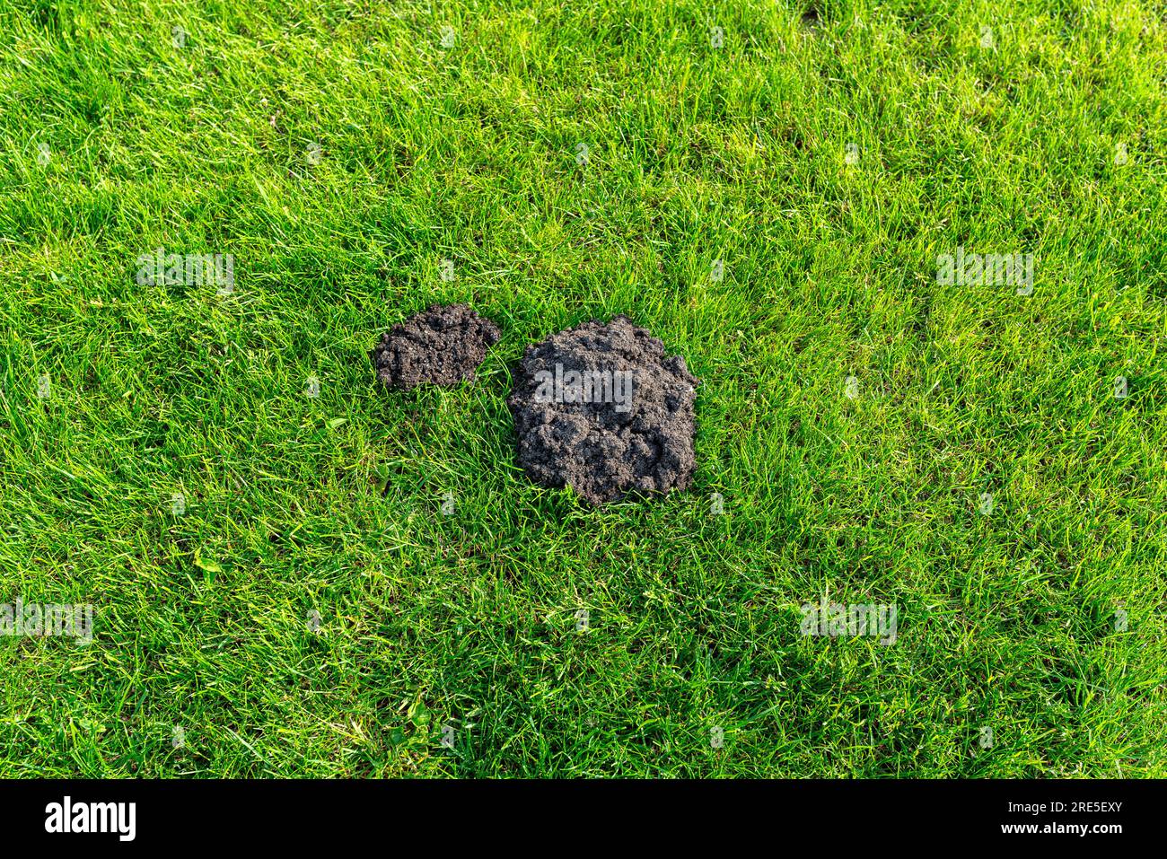 A mole mound in the garden of a house with a nice young lawn Stock ...