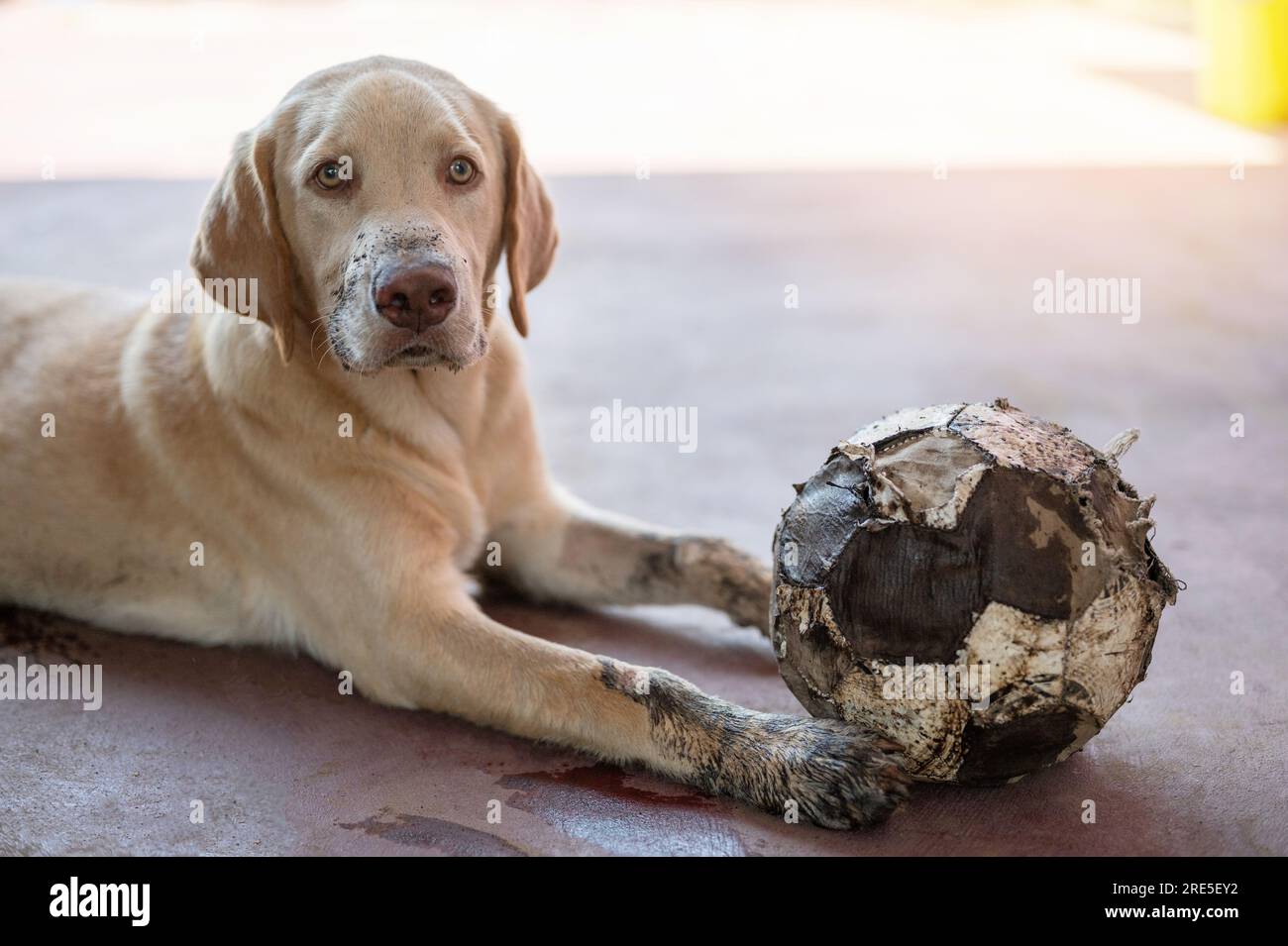 Cute dirty labrador dog after playing in garden Stock Photo - Alamy