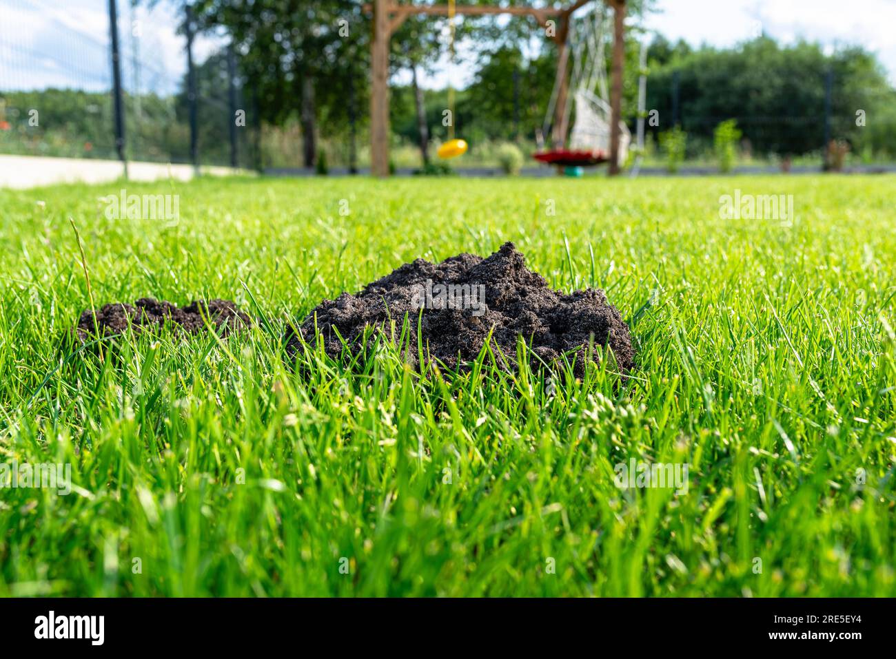 A mole mound in the garden of a house with a nice young lawn Stock ...