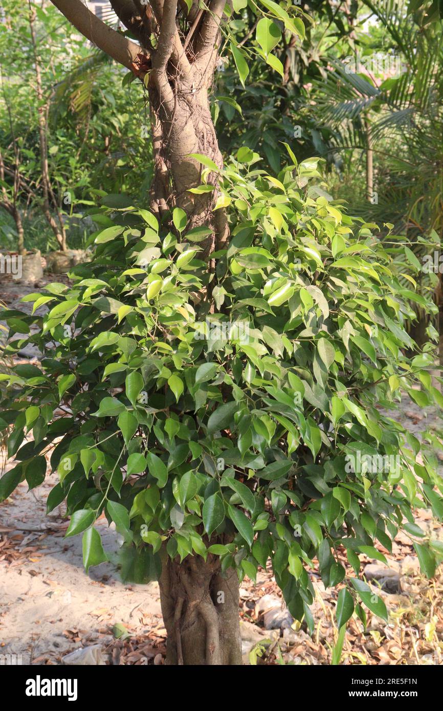 red olive berry on tree in farm for harvest are cash crops Stock Photo ...