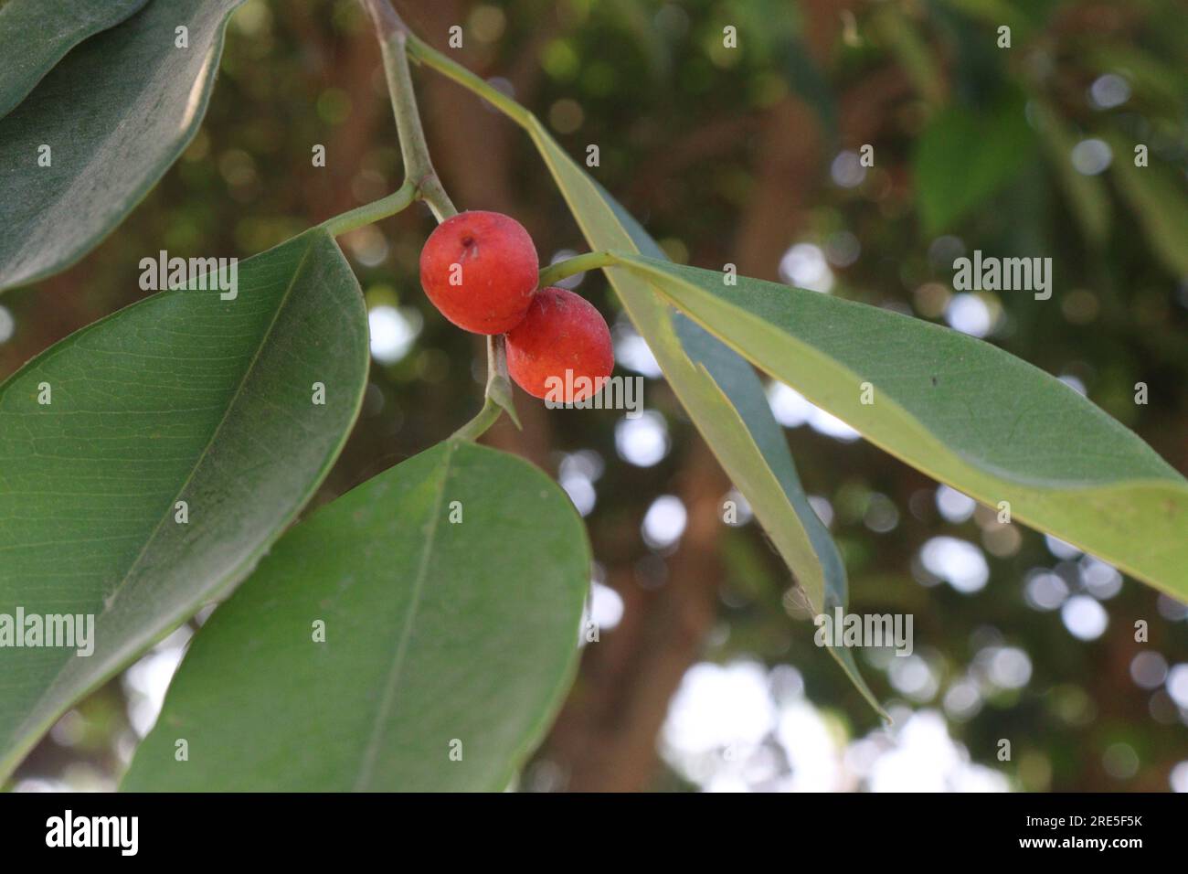 red olive berry on tree in farm for harvest are cash crops Stock Photo ...