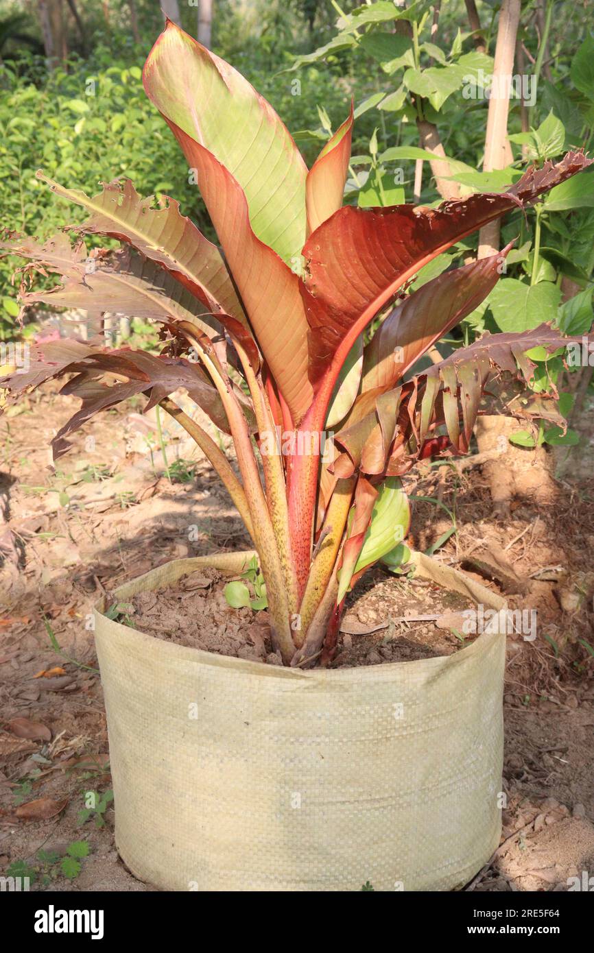 Ensete ventricosum tree plant on pot in nursery for harvest are cash ...