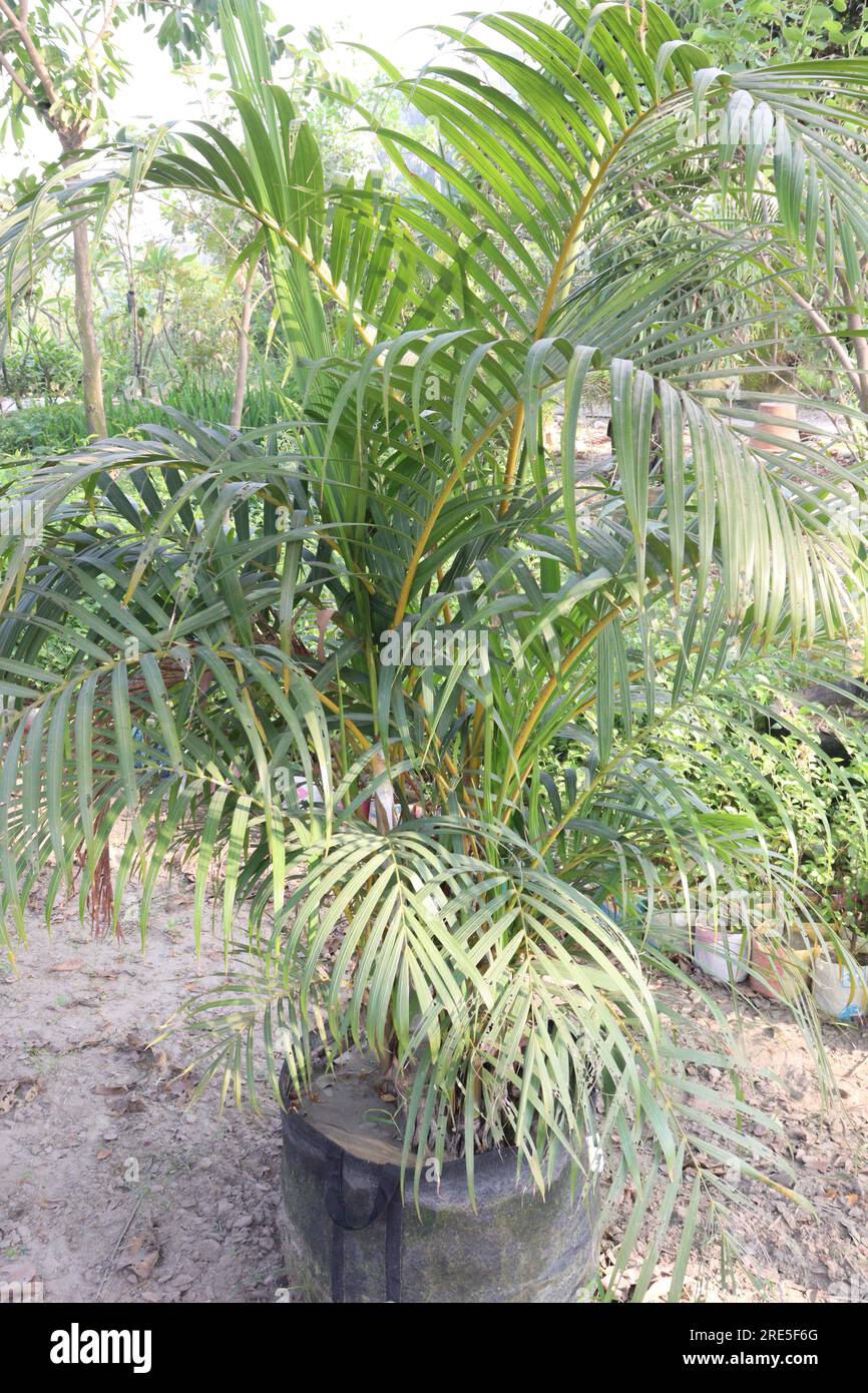 Areca Palm plant on garden for nice environment and nature Stock Photo ...