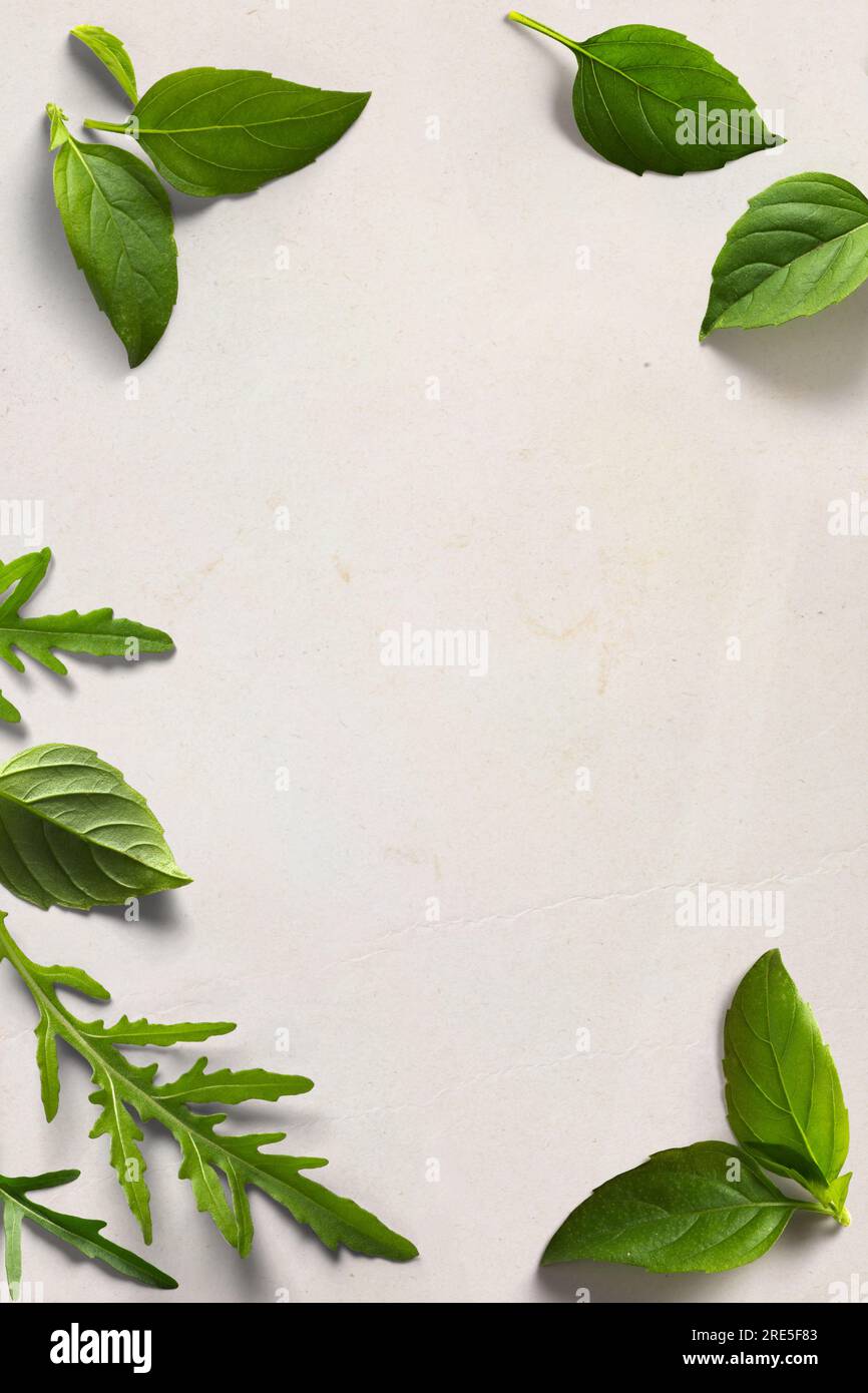 Art italian cooking background; old parchment with fresh leaves Basil ...