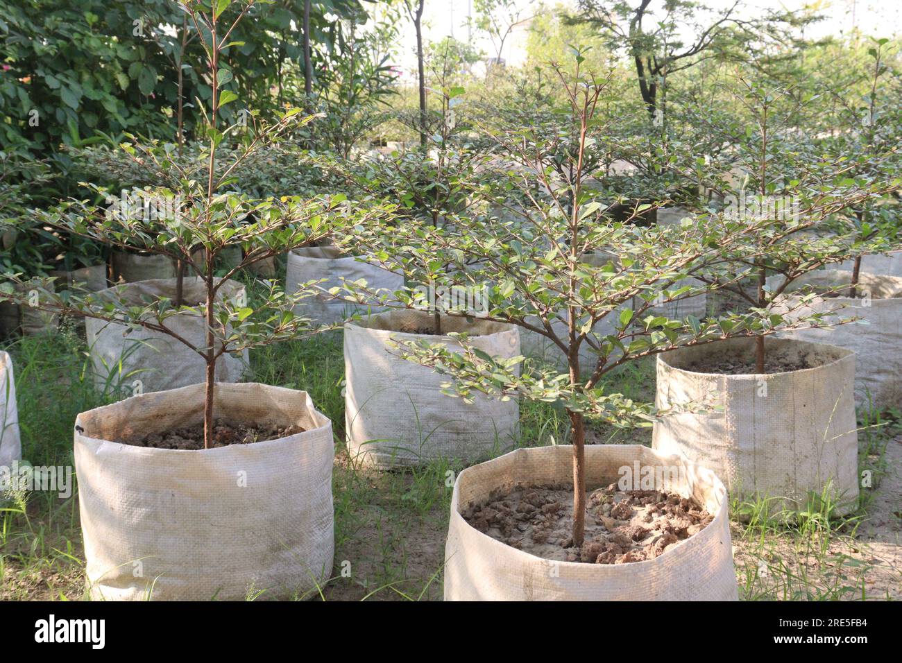 terminalia mantaly tree plant on farm for harvest are cash crops Stock ...