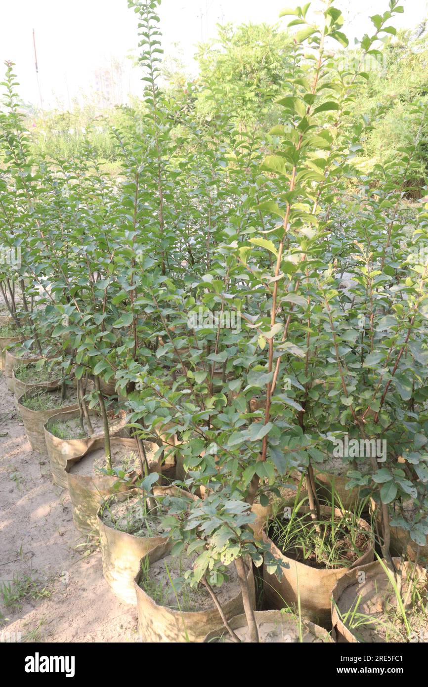 Siberian elm tree plant on farm for harvest are cash crops Stock Photo ...