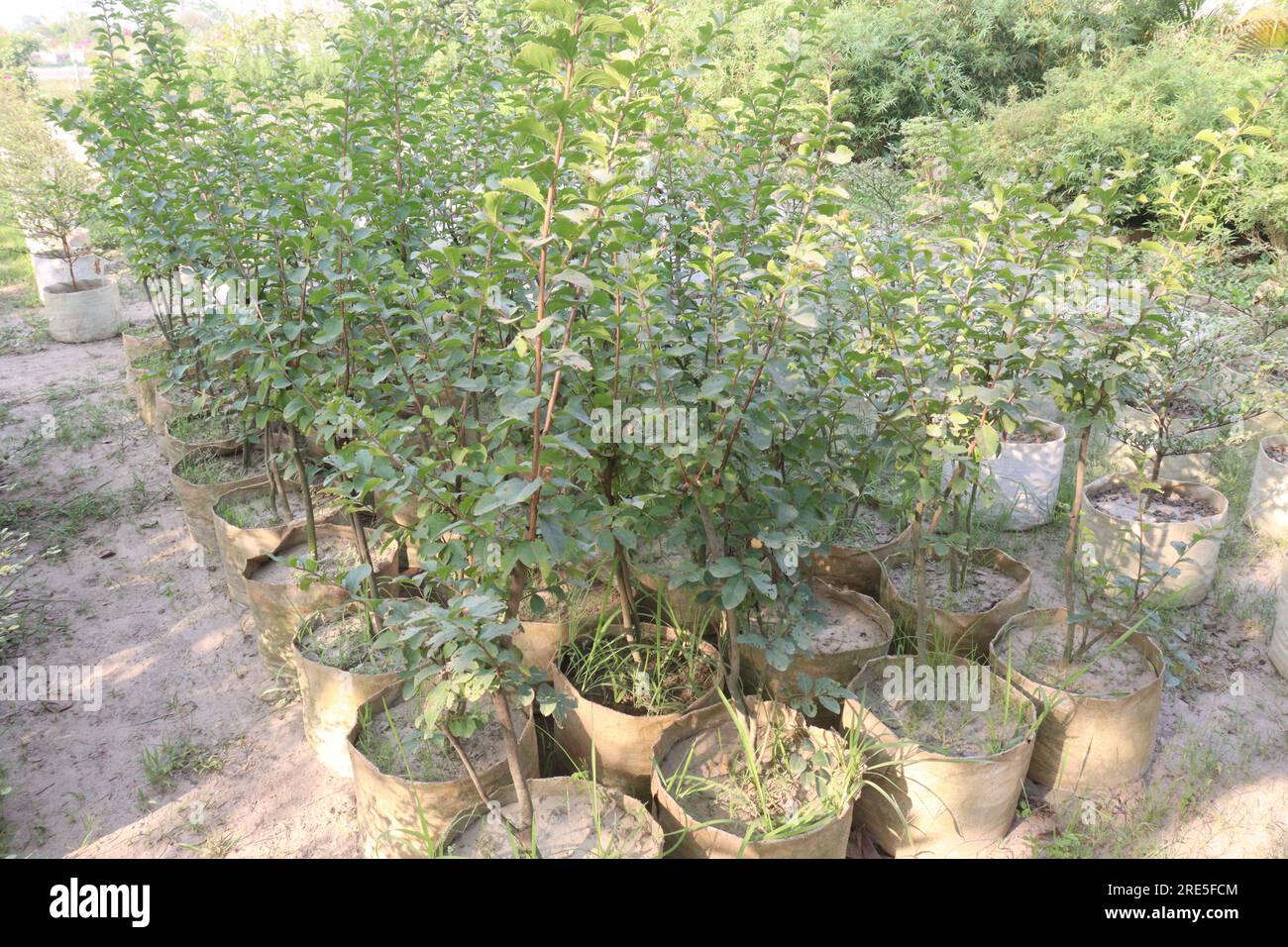 Siberian elm tree plant on farm for harvest are cash crops Stock Photo ...
