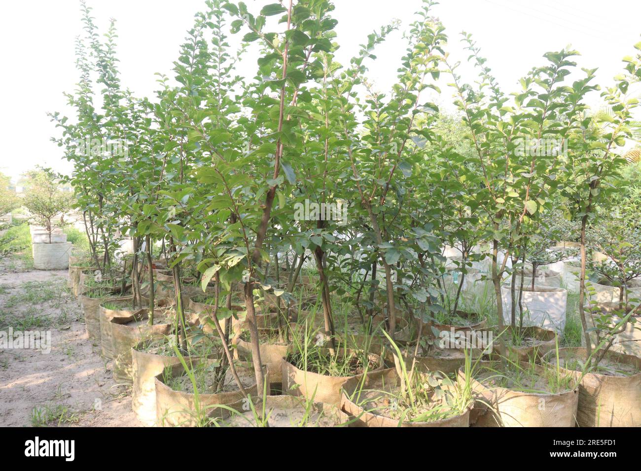 Siberian elm tree plant on farm for harvest are cash crops Stock Photo ...