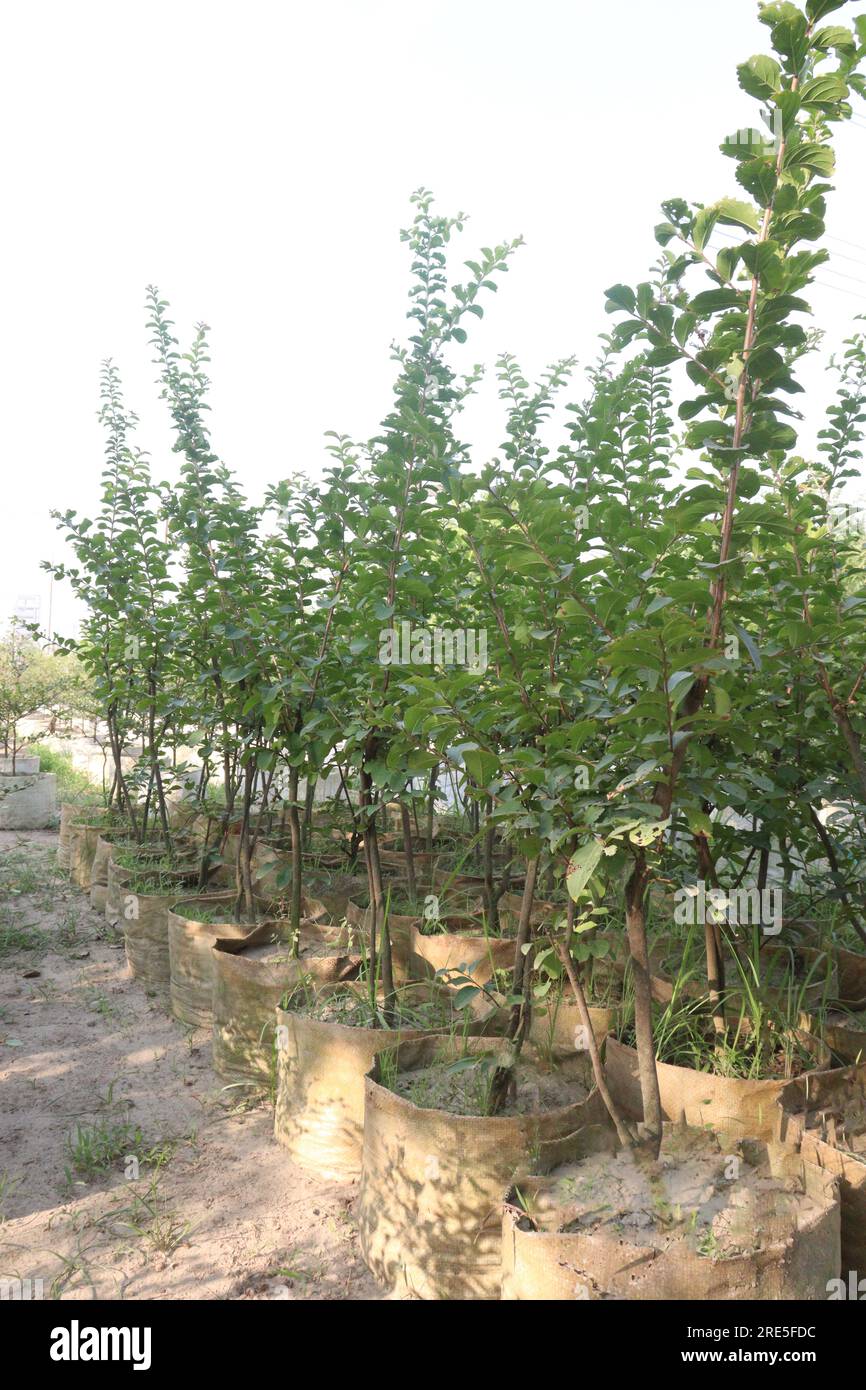 Siberian elm tree plant on farm for harvest are cash crops Stock Photo ...