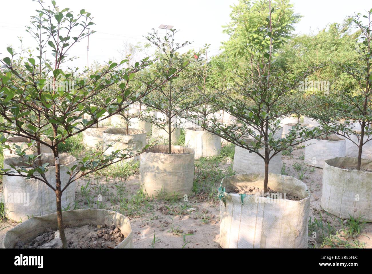 Terminalia mantaly tree plant hi-res stock photography and images - Alamy