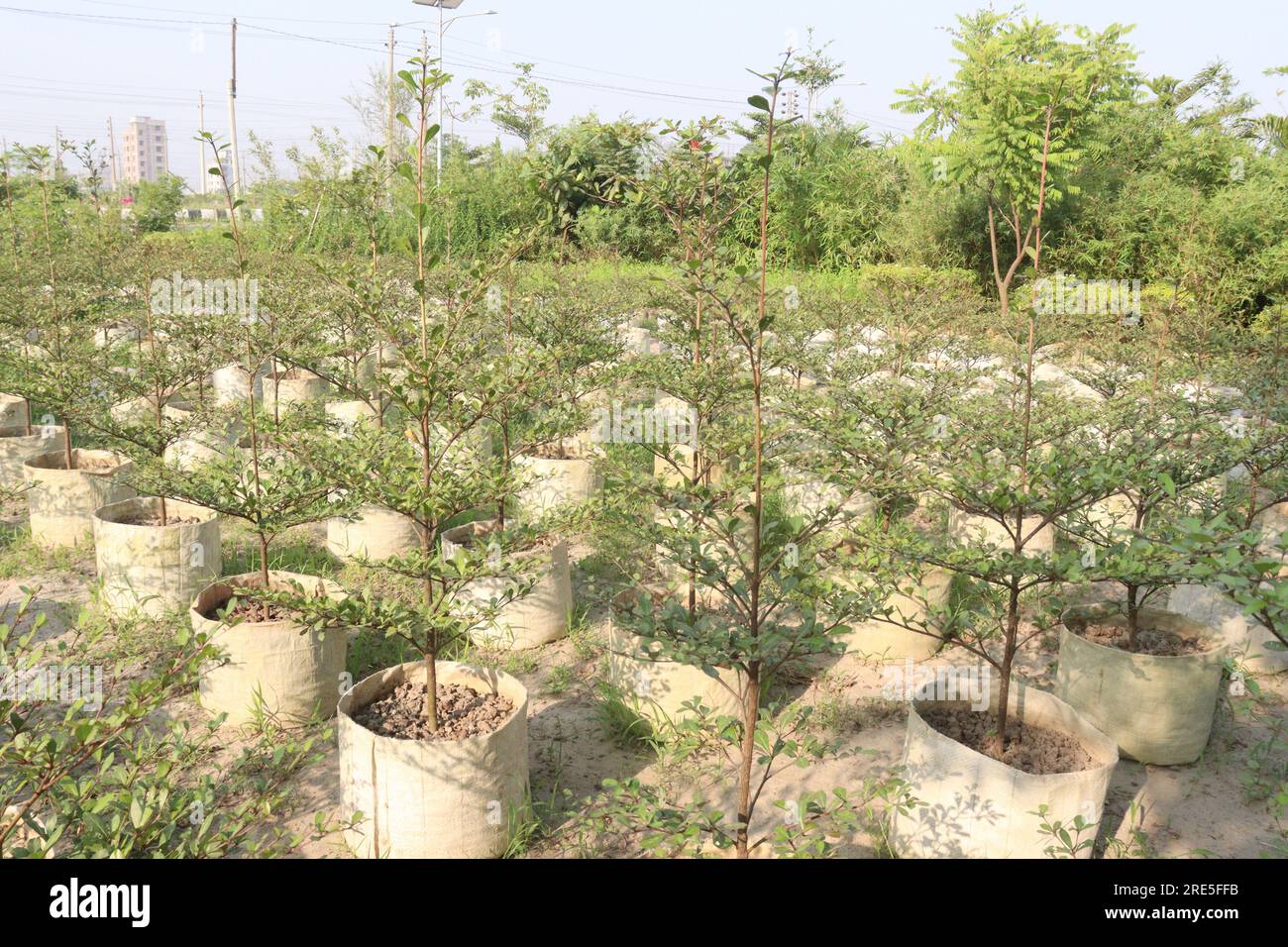 Terminalia mantaly tree plant hi-res stock photography and images - Alamy