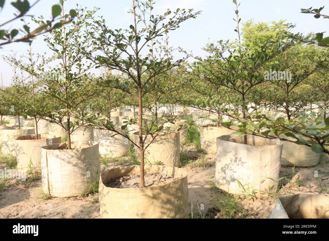 terminalia mantaly tree plant on farm for harvest are cash crops Stock ...