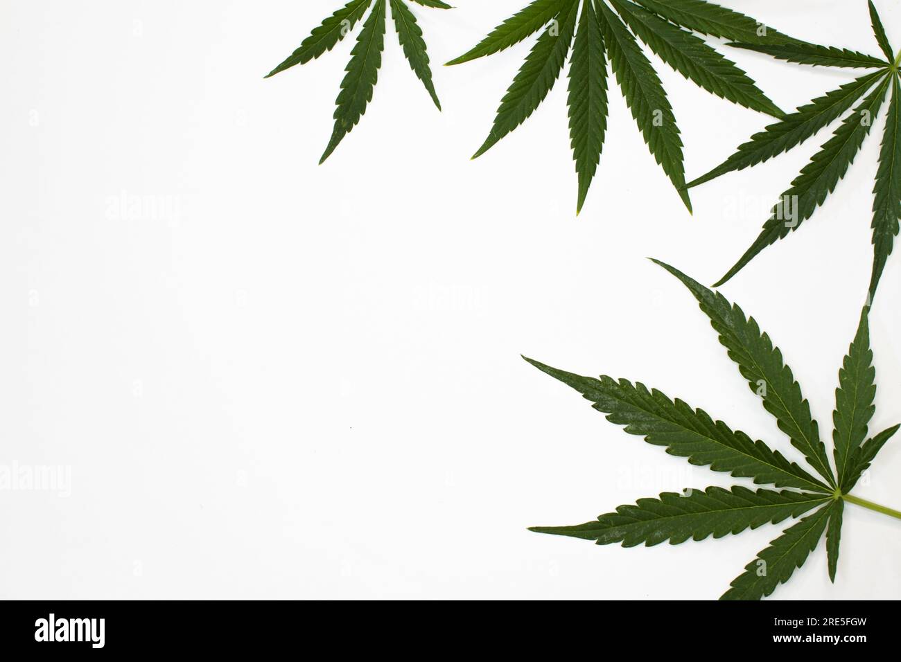 Green cannabis leaves on white background. Minimal marijuana frame for medical cannabis and ...