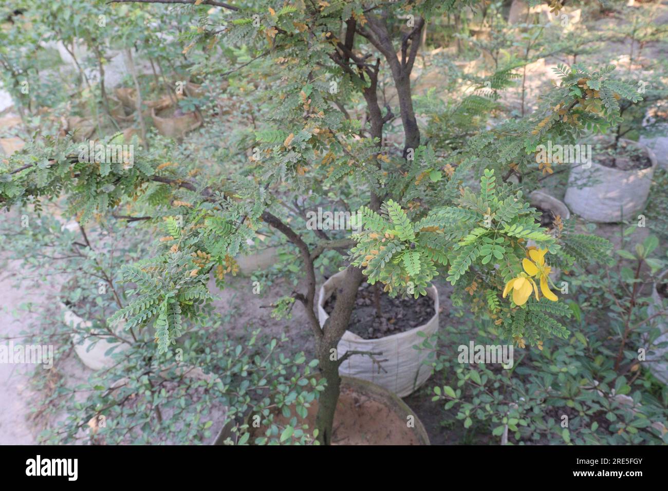 Cassia biflora flower plant on farm for harvest are cash crops Stock ...