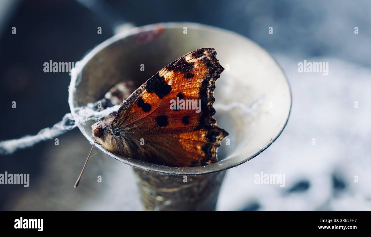 Dead butterfly hi-res stock photography and images - Alamy