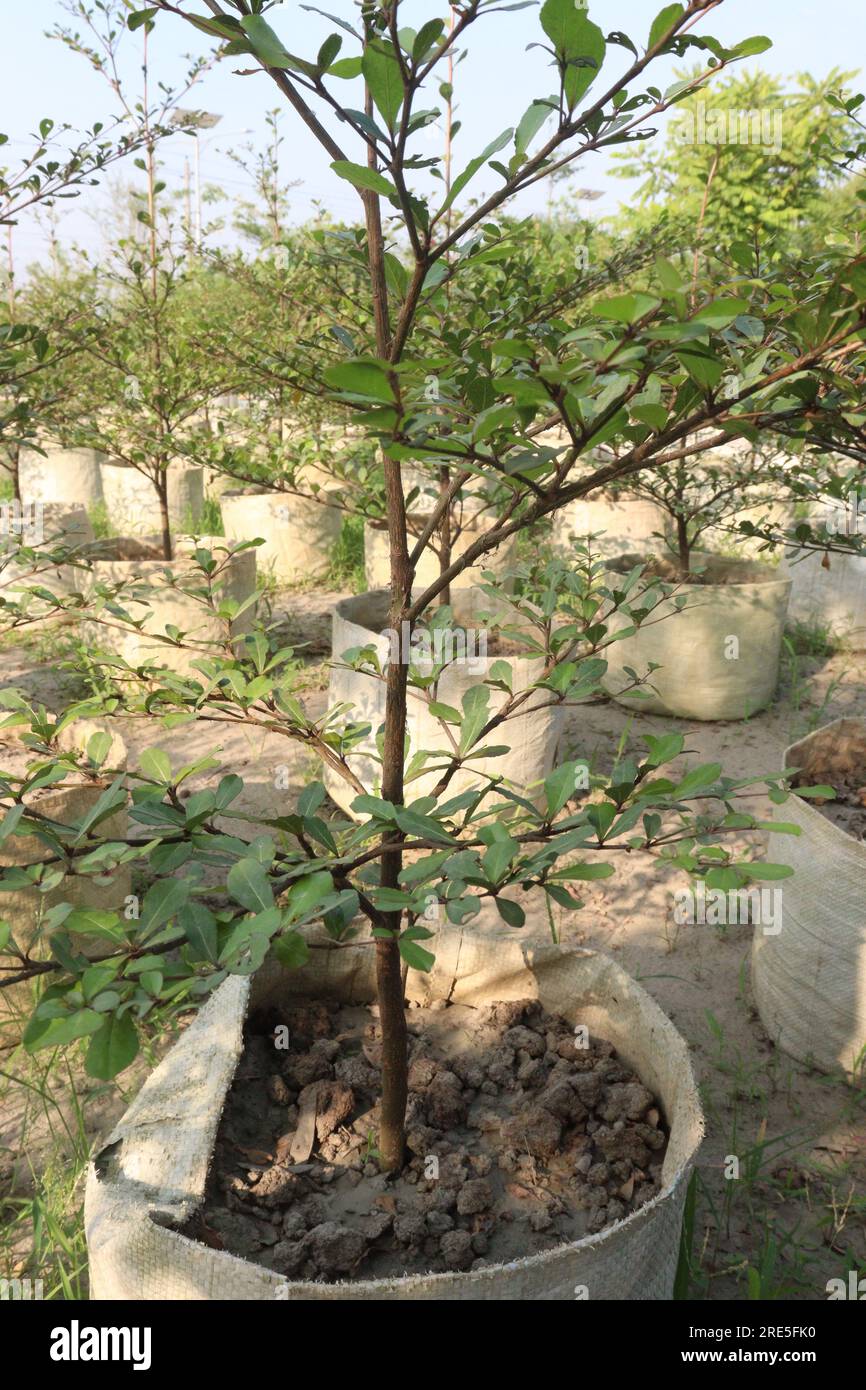 Terminalia mantaly tree plant hi-res stock photography and images - Alamy