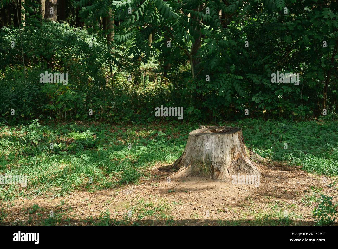 an old rotten stump with roots sticking out of the ground overgrown ...