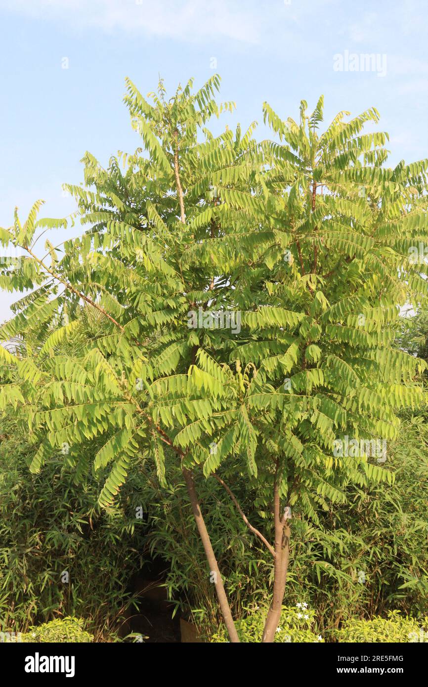 Averrhoa bilimbi leaf with tree for harvest are cash crops Stock Photo ...