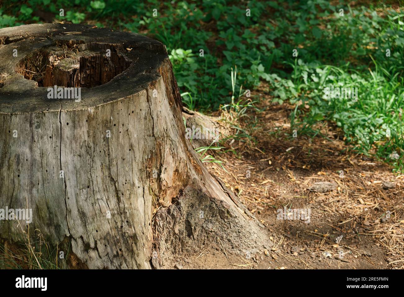 an old rotten stump with roots sticking out of the ground overgrown with moss in the forest ...