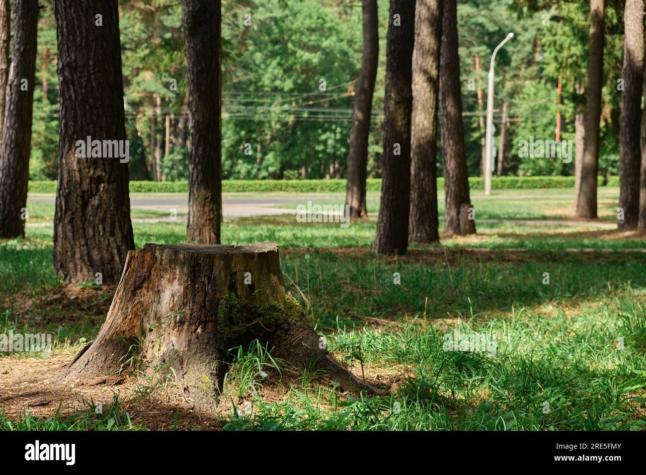 an old rotten stump with roots sticking out of the ground overgrown ...