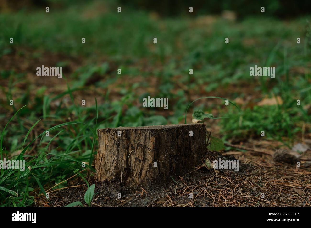 an old rotten stump with roots sticking out of the ground overgrown ...