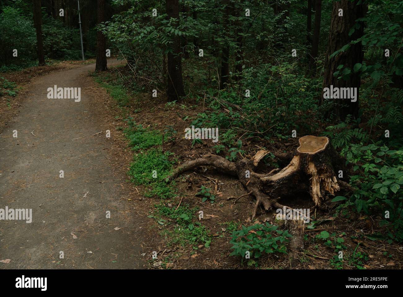 an old rotten stump with roots sticking out of the ground overgrown ...