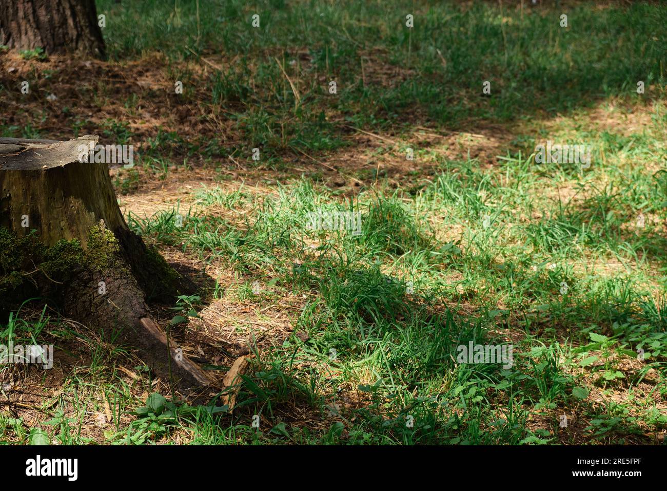 an old rotten stump with roots sticking out of the ground overgrown ...