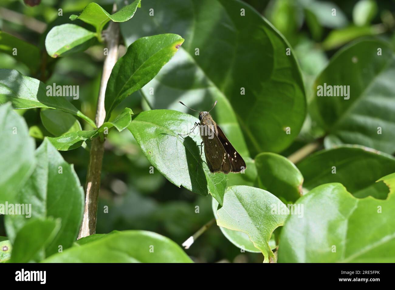 High angle view of a Small Branded Swift butterfly (Pelopidas Mathias ...