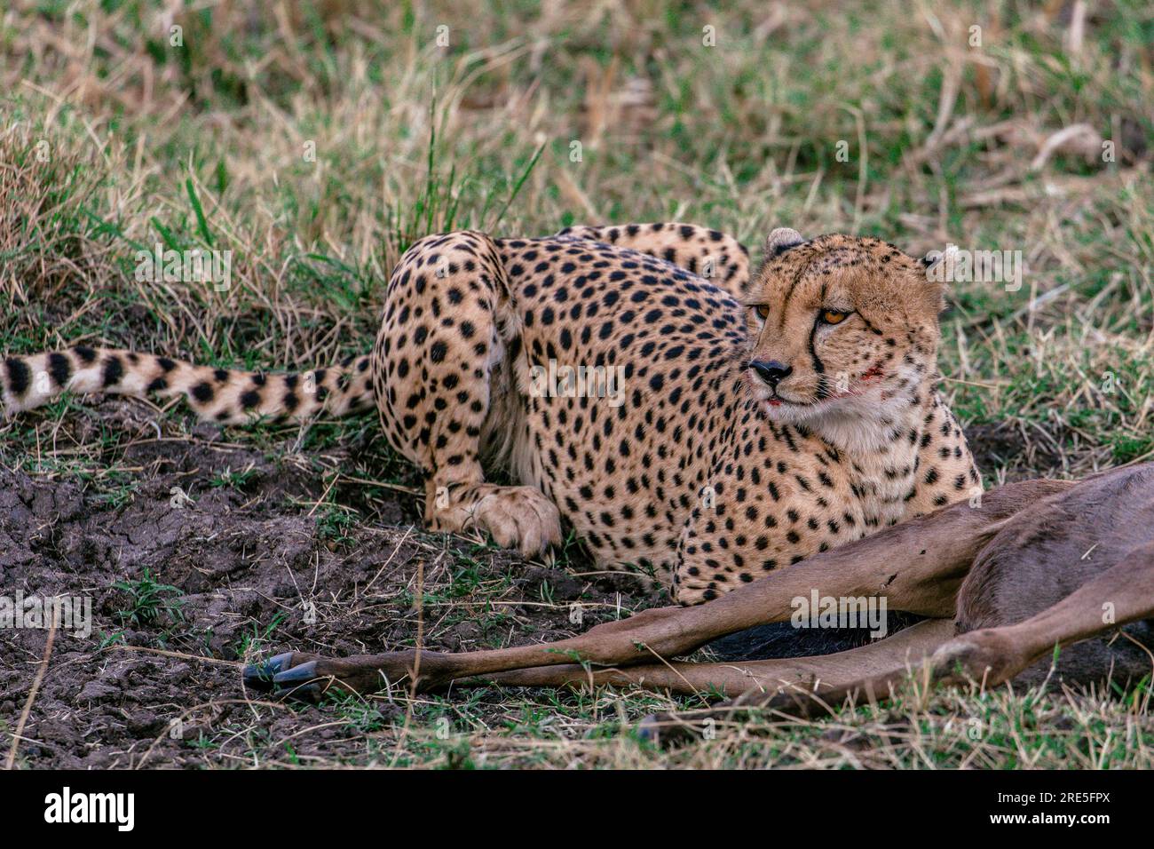 Maasai Mara National Reserve is an area of preserved savannah ...