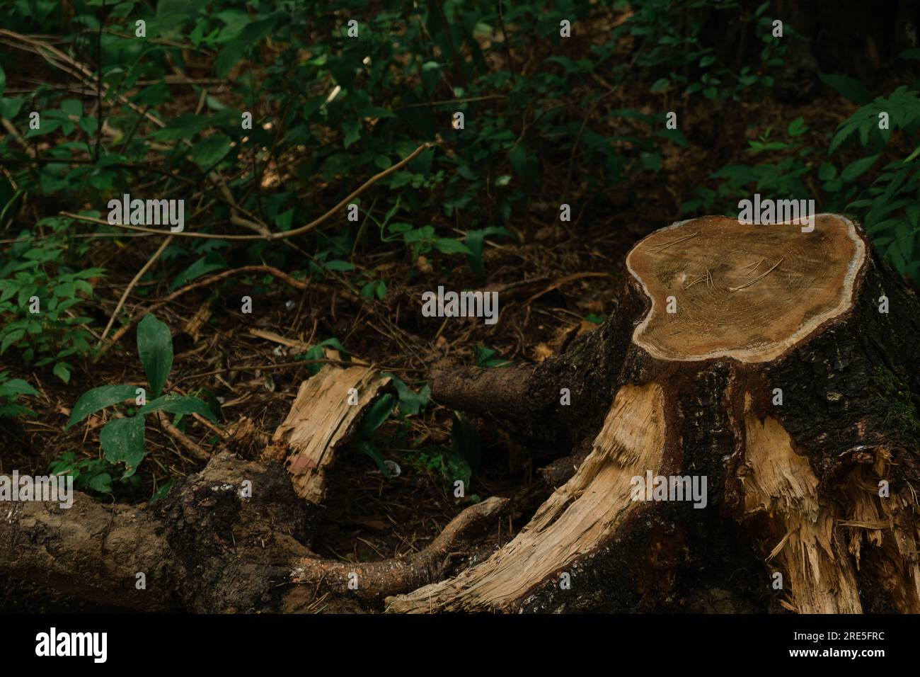 an old rotten stump with roots sticking out of the ground overgrown ...