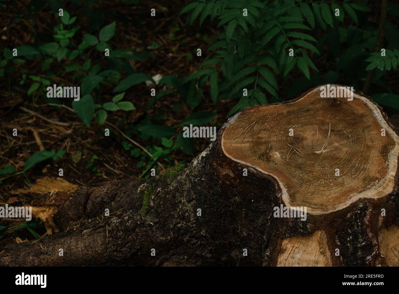 an old rotten stump with roots sticking out of the ground overgrown ...