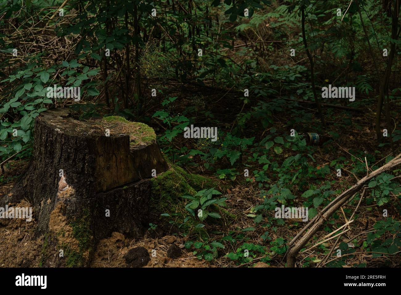 an old rotten stump with roots sticking out of the ground overgrown ...