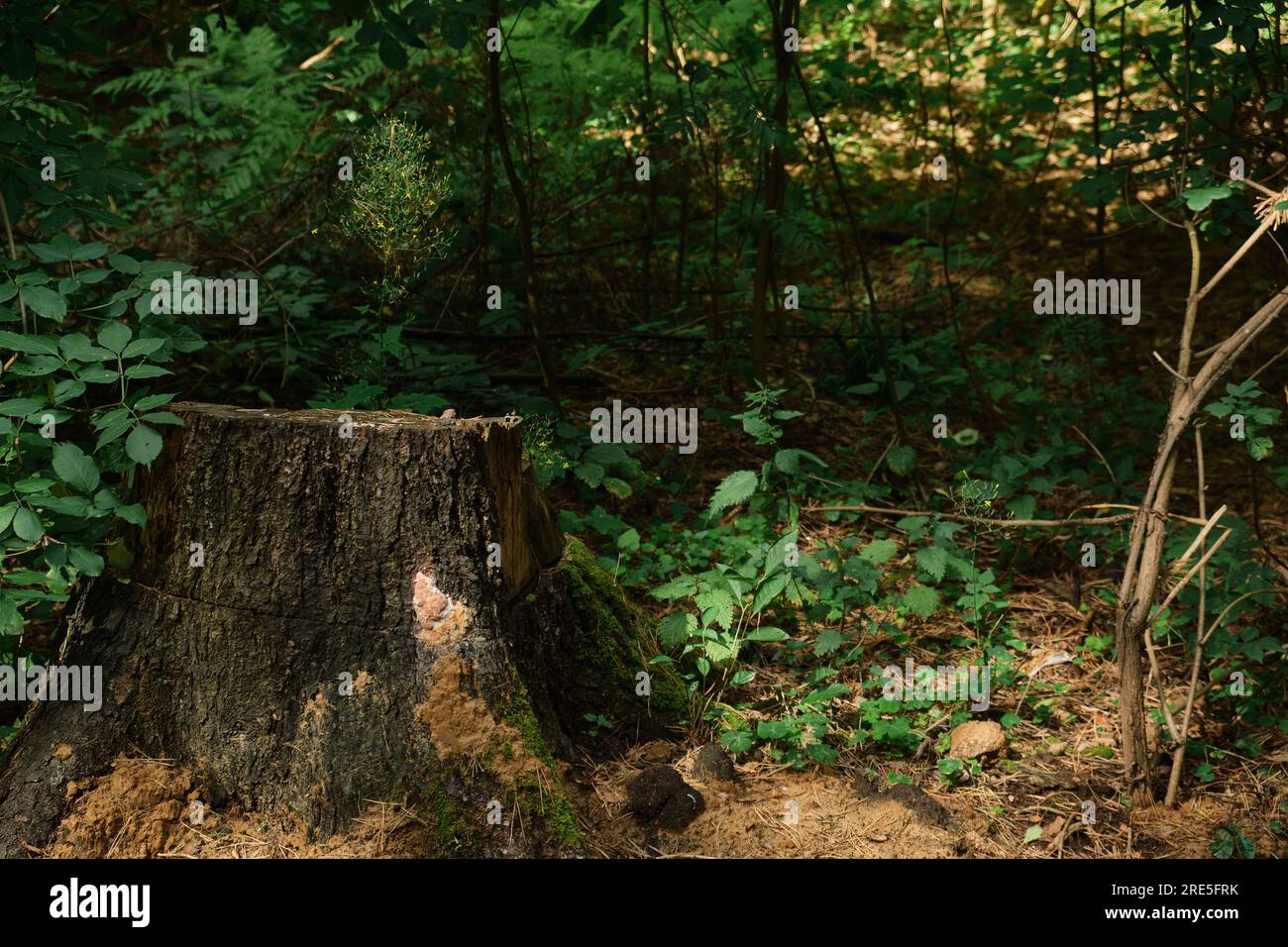 an old rotten stump with roots sticking out of the ground overgrown ...