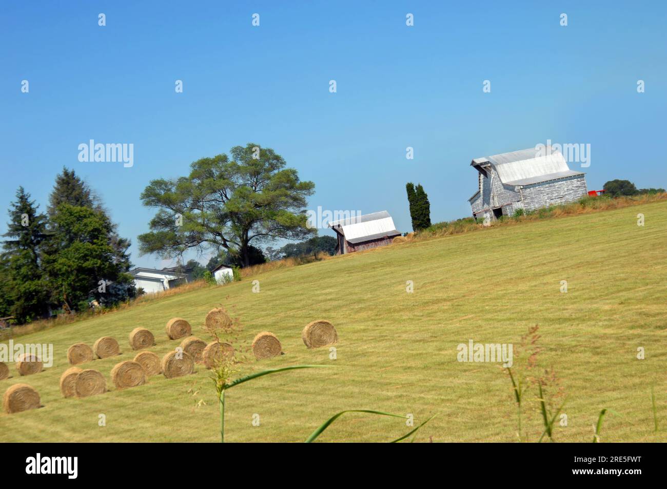 Angled image shows two barns with a field full of round hay bales. Big ...