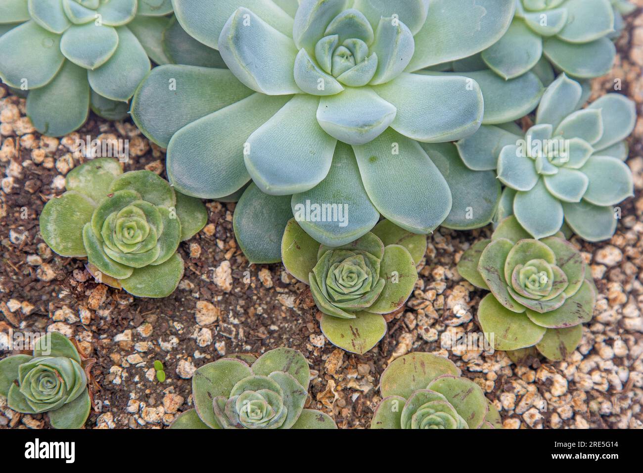 Greenovia hierro slowers family in pot. Crassula flower is a type of succulent. Growing a cactus ...